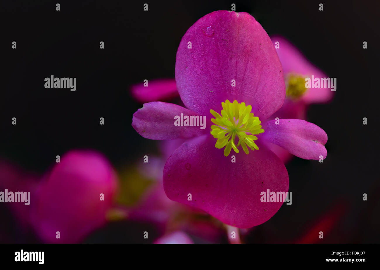 Artistic flower shot Stock Photo - Alamy