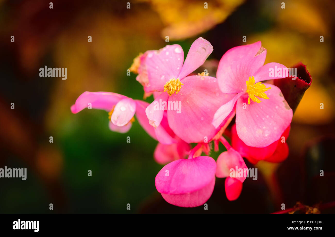 Artistic flower shot hi-res stock photography and images - Alamy