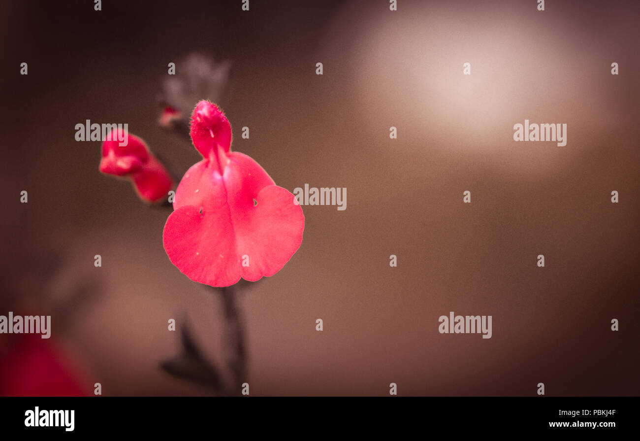 Artistic flower shot hi-res stock photography and images - Alamy