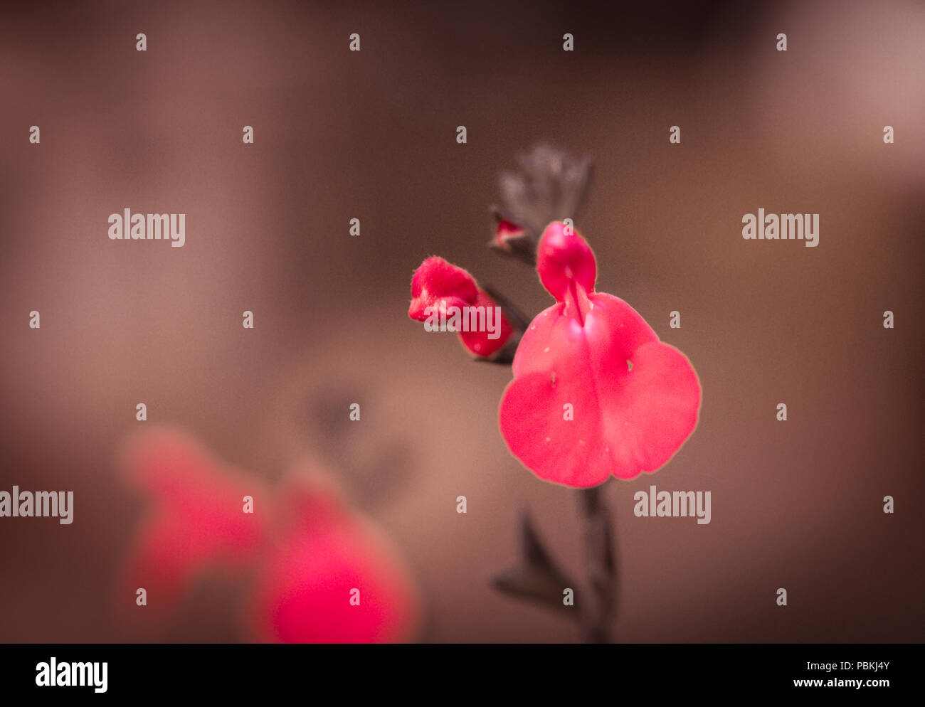 Artistic flower shot hi-res stock photography and images - Alamy