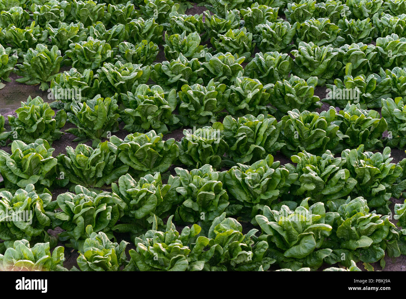 Lettuce plantation hi-res stock photography and images - Alamy