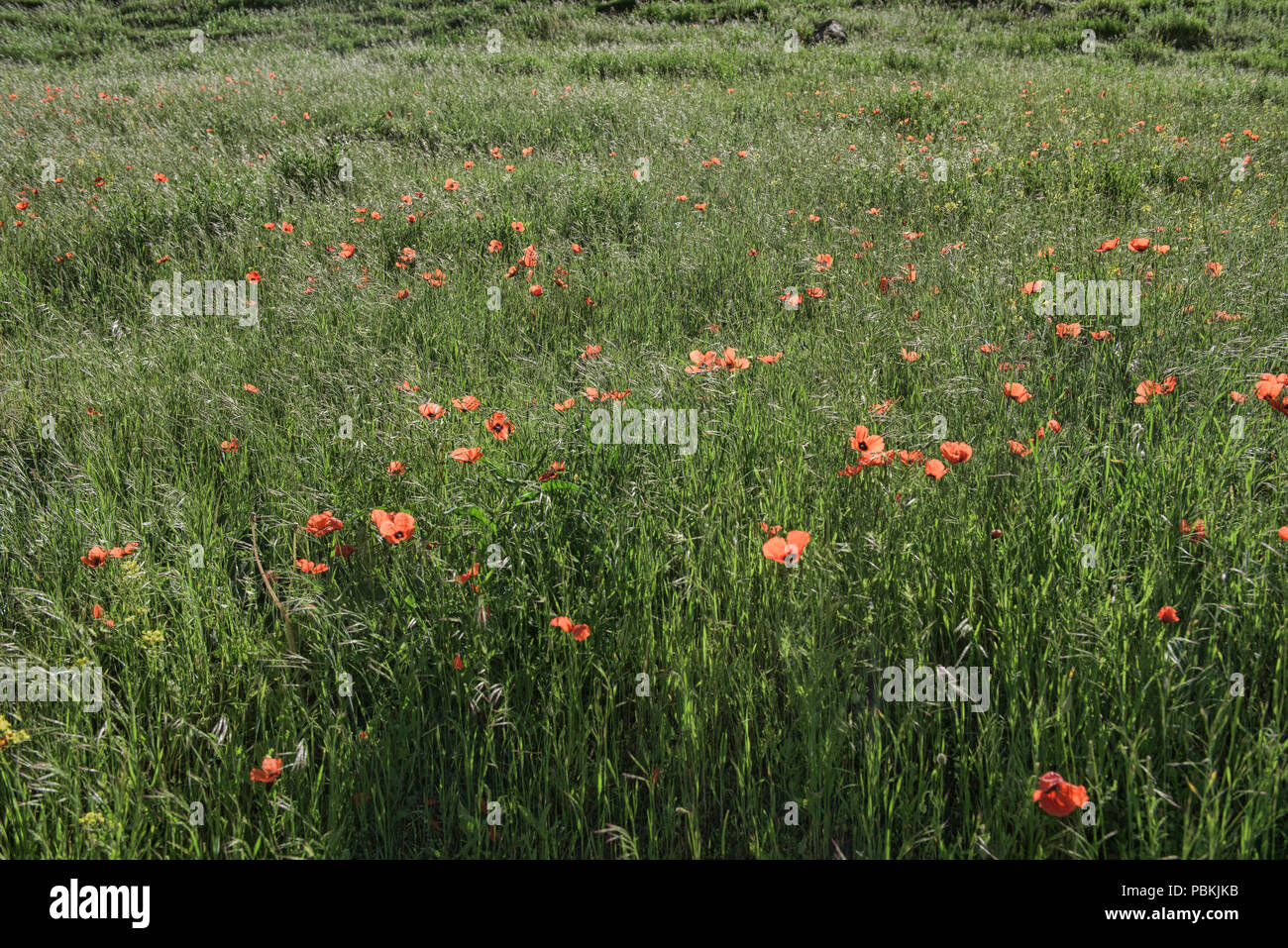 Poppies on the Heights of Alay route, Alay, Krygyzstan Stock Photo - Alamy