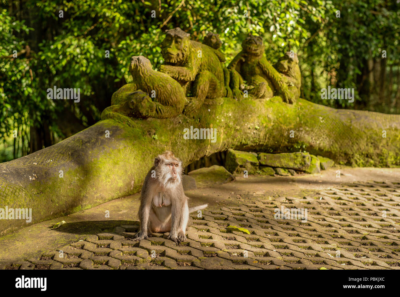 Ubud sacred monkey forest hi-res stock photography and images - Alamy