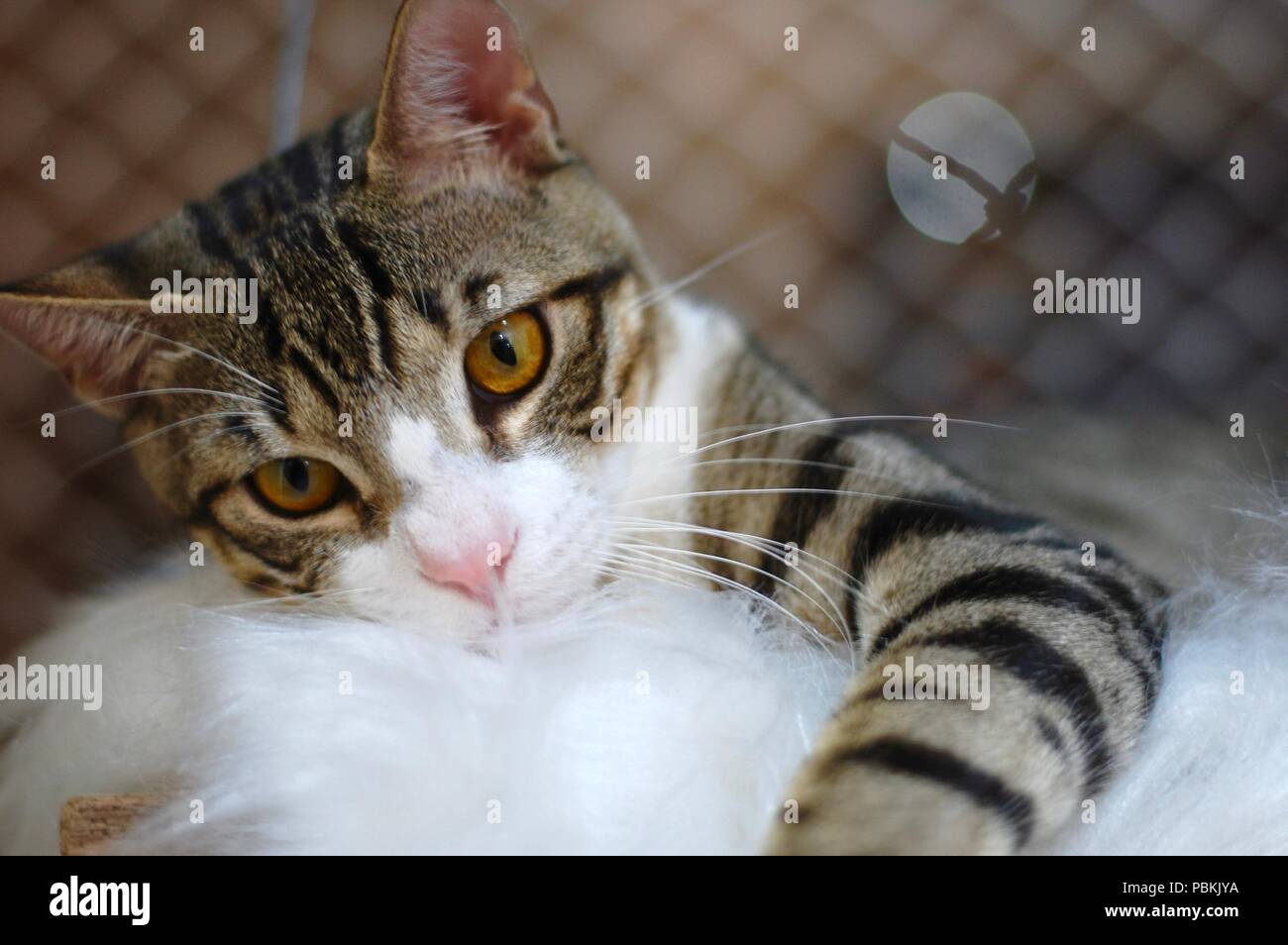 Gato tigrado hi-res stock photography and images - Alamy