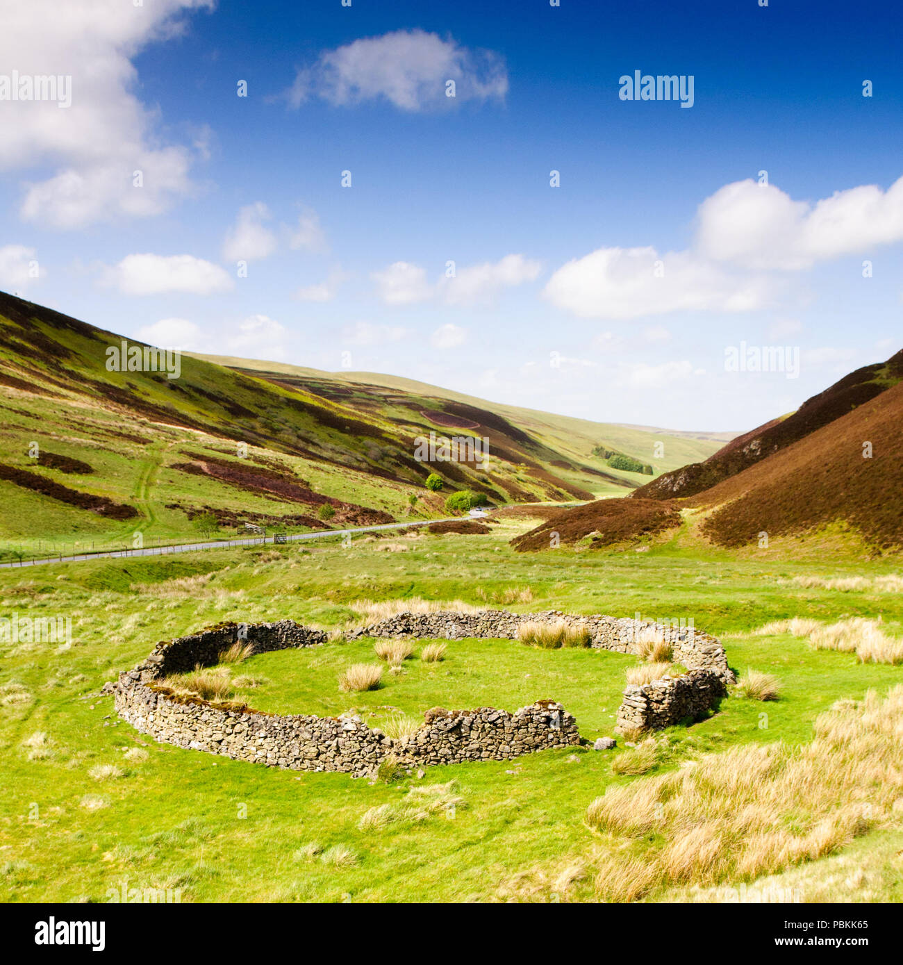Dry stone wall sheep hi-res stock photography and images - Alamy