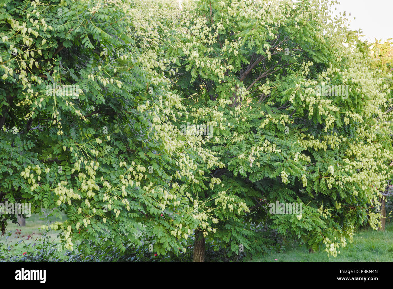 Cape gooseberry,Fresh Cape Gooseberry Physalis peruviana Fruit on Its ...