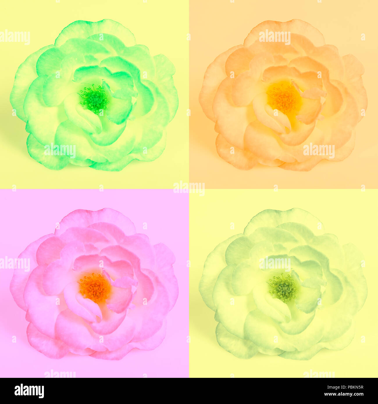 Different color roses hi-res stock photography and images - Alamy