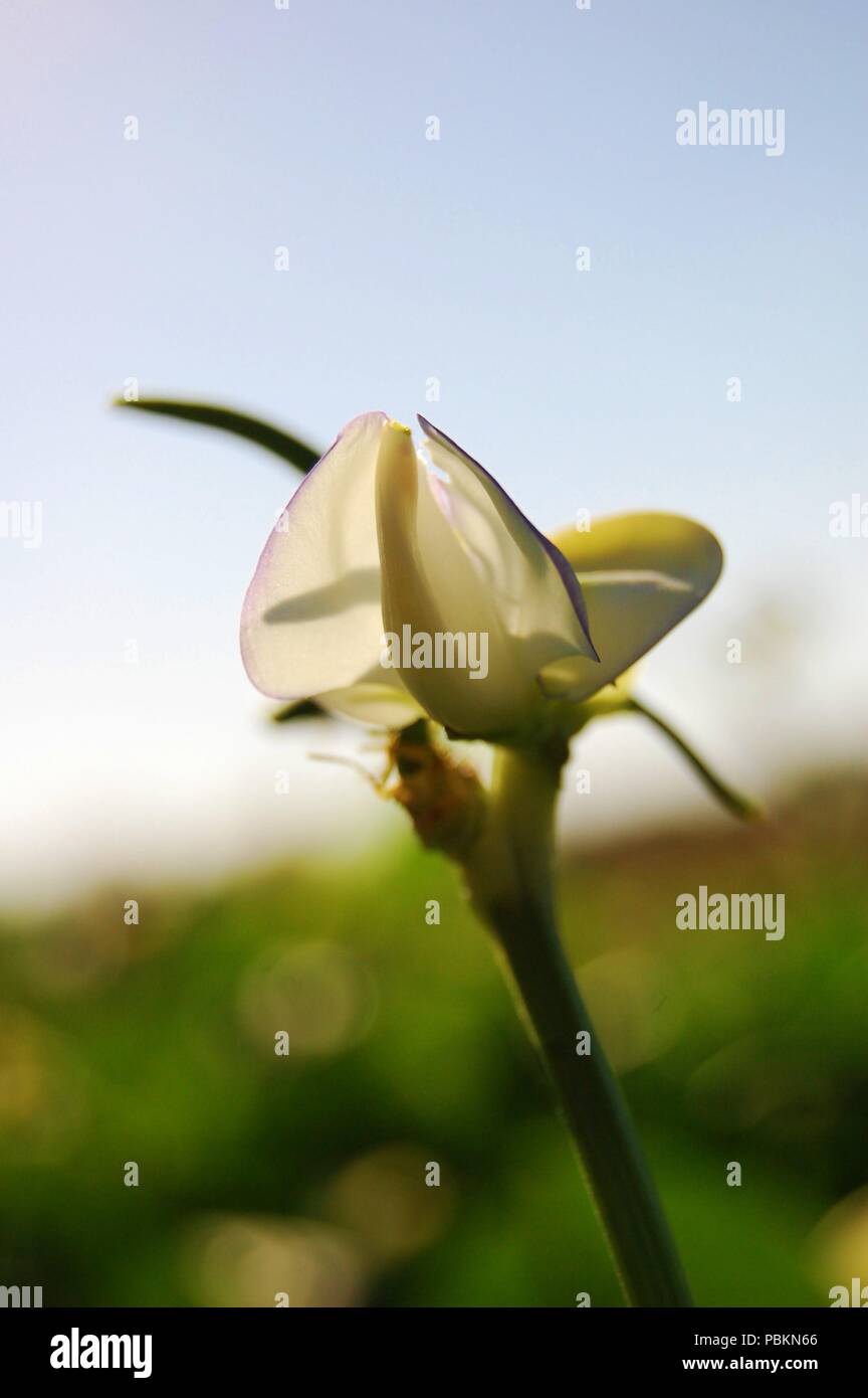 Cowpea flowers hi-res stock photography and images - Alamy