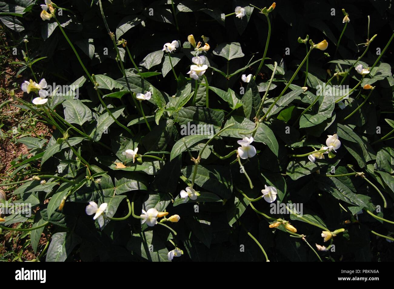 Cowpea flowers hi-res stock photography and images - Alamy
