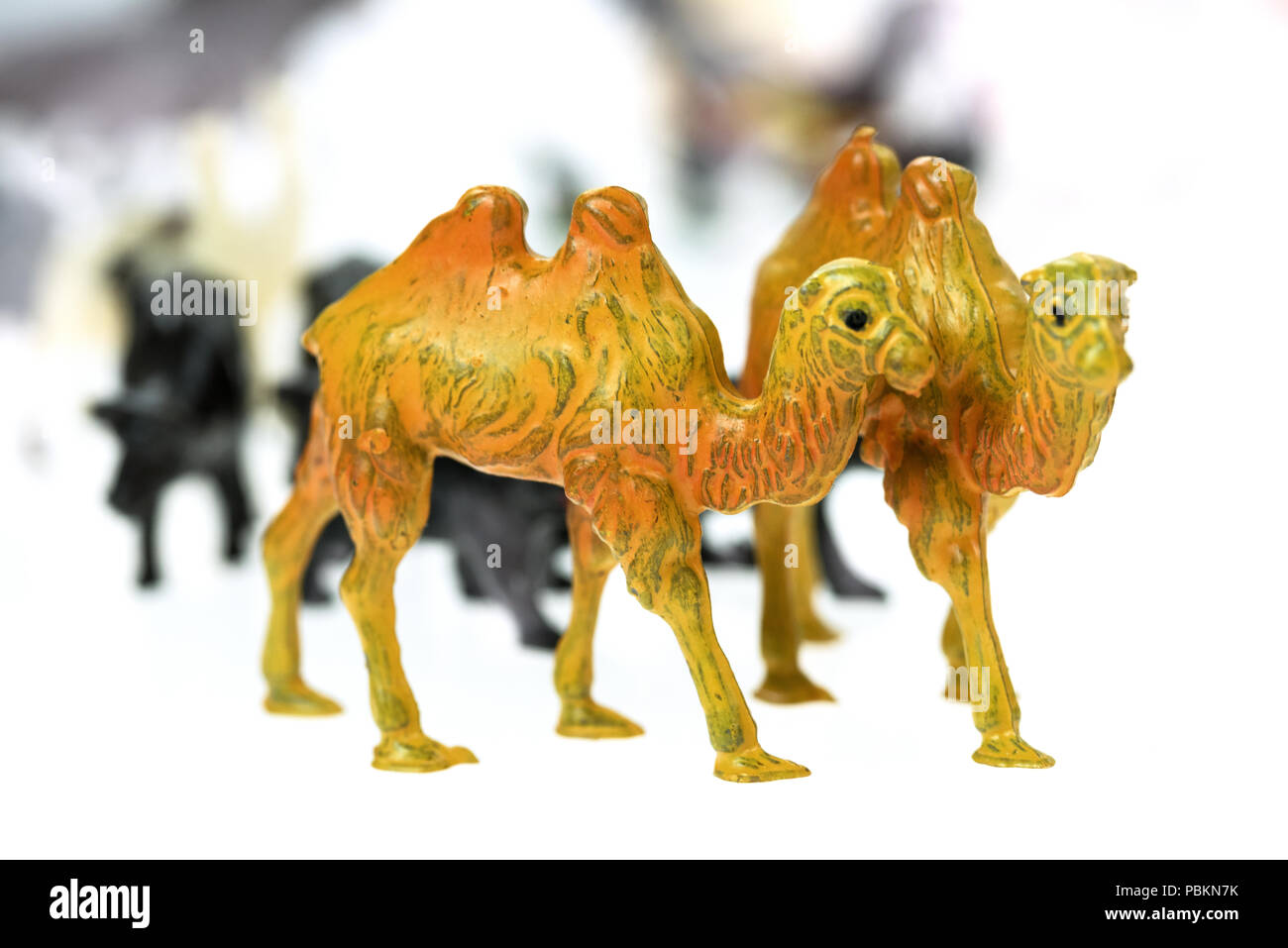 Toy camels from a vintage Noah's Ark play set, photographed on a white ...