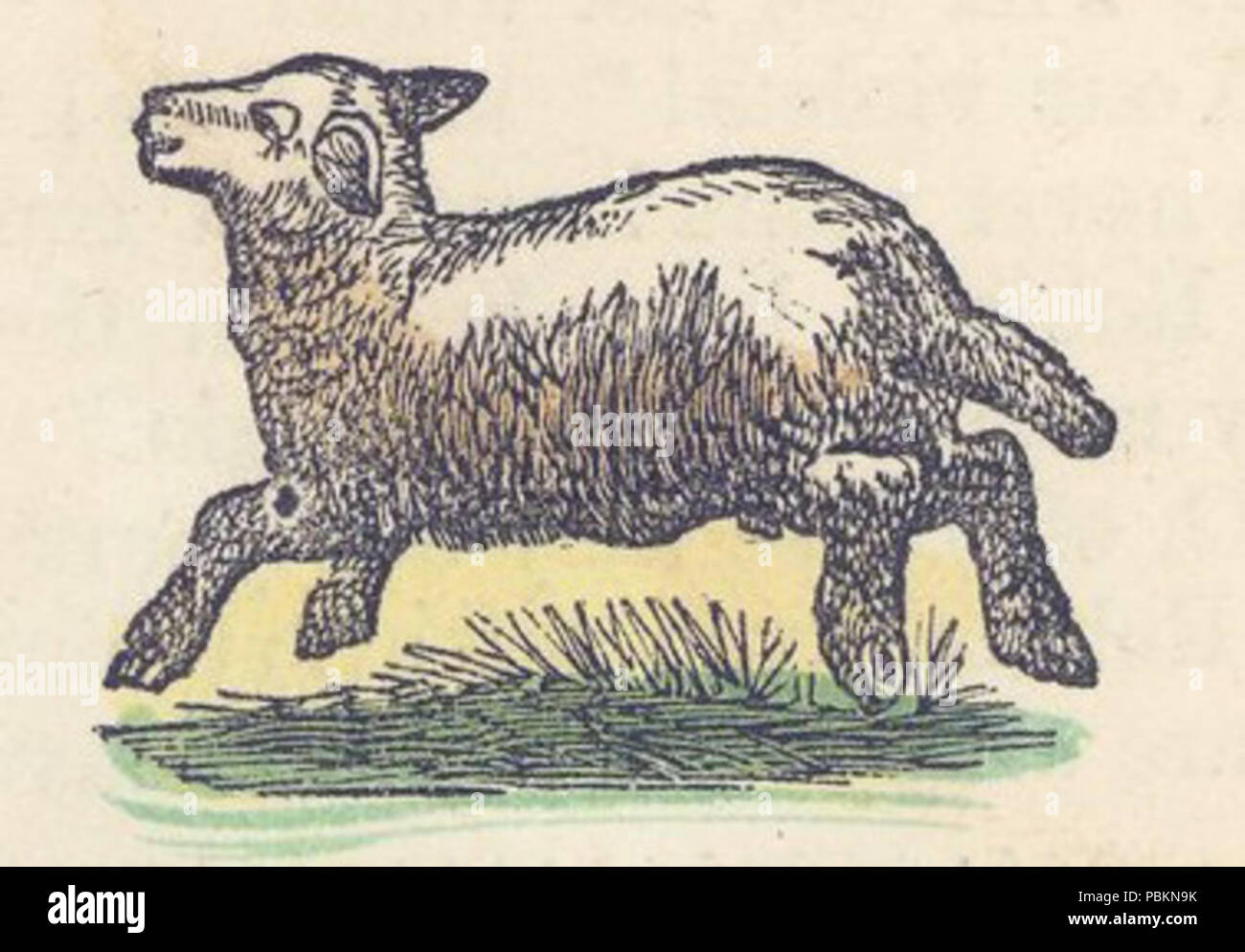 Drawing of animal hi-res stock photography and images - Alamy