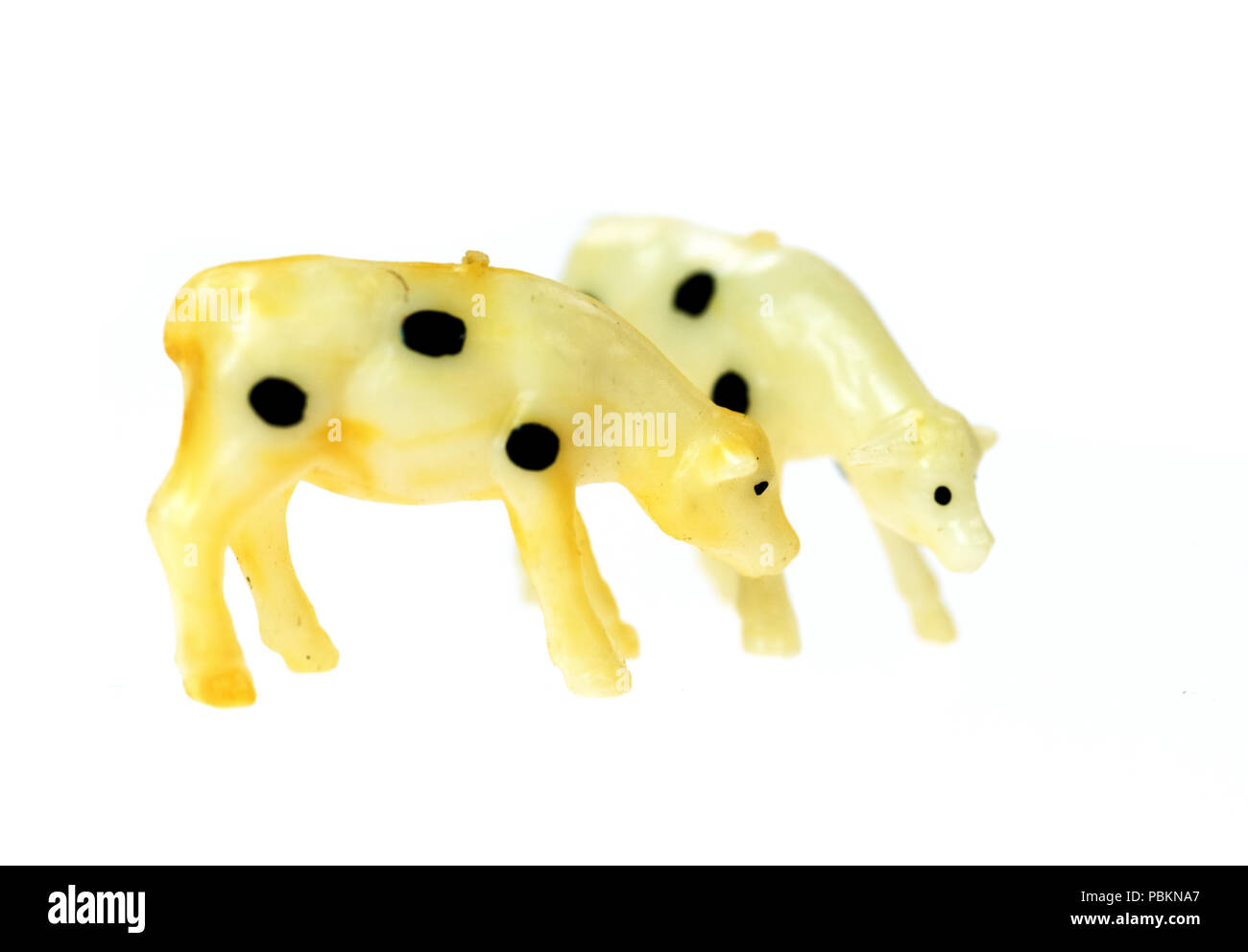 Toy cows from a vintage Noah's Ark play set, photographed on a white ...