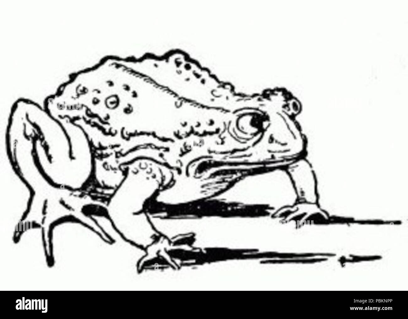 886 Large Frog Drawing Stock Photo - Alamy