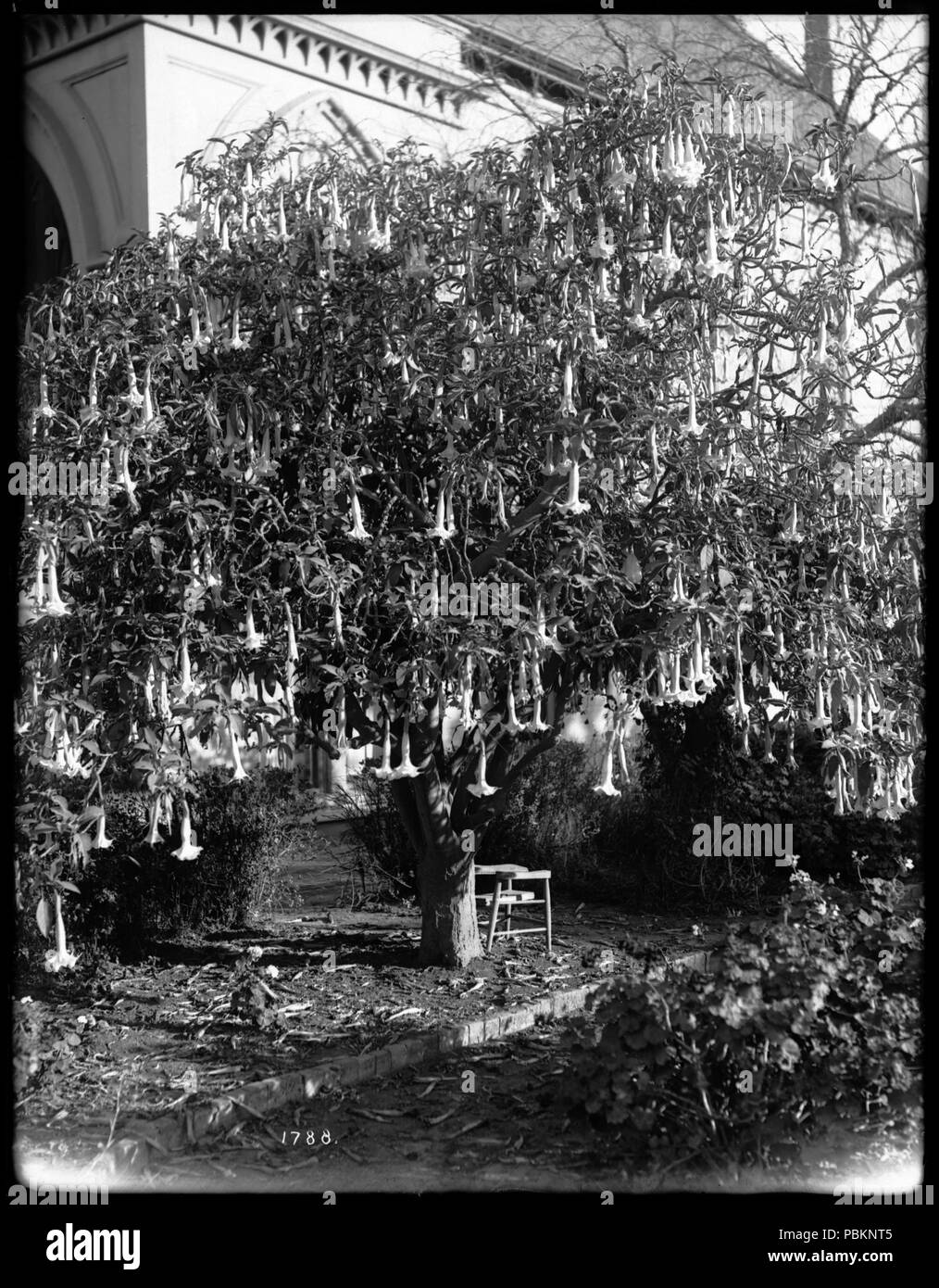 Large flowering plants Black and White Stock Photos & Images - Alamy