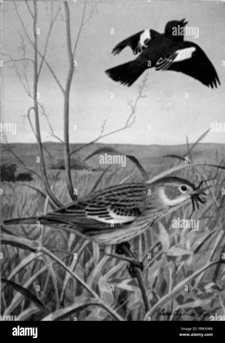 Lark bunting Black and White Stock Photos & Images - Alamy