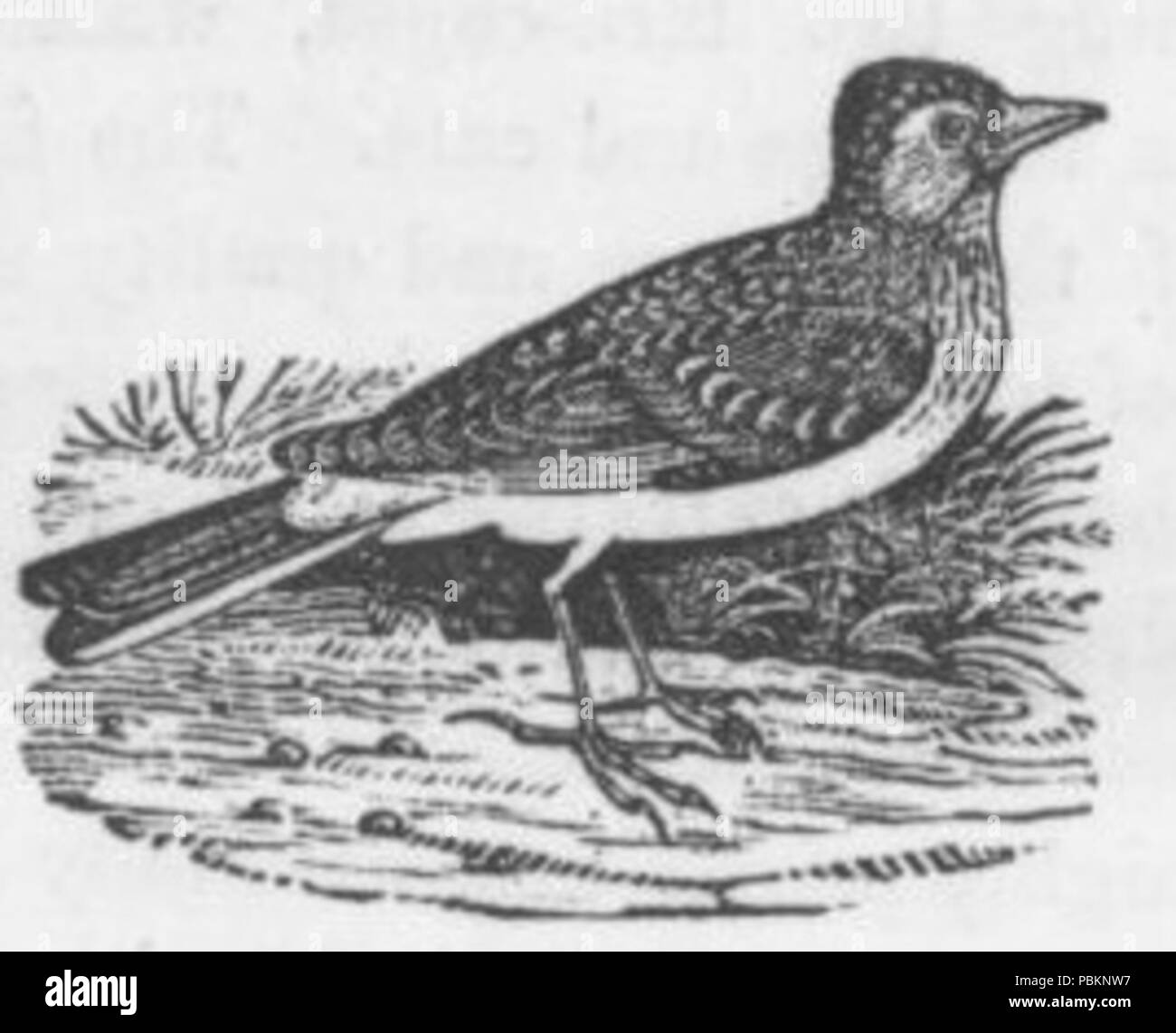 886 Lark Drawing Stock Photo - Alamy