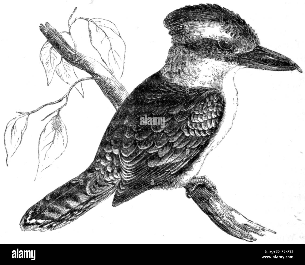 Laughing jackass hi-res stock photography and images - Alamy