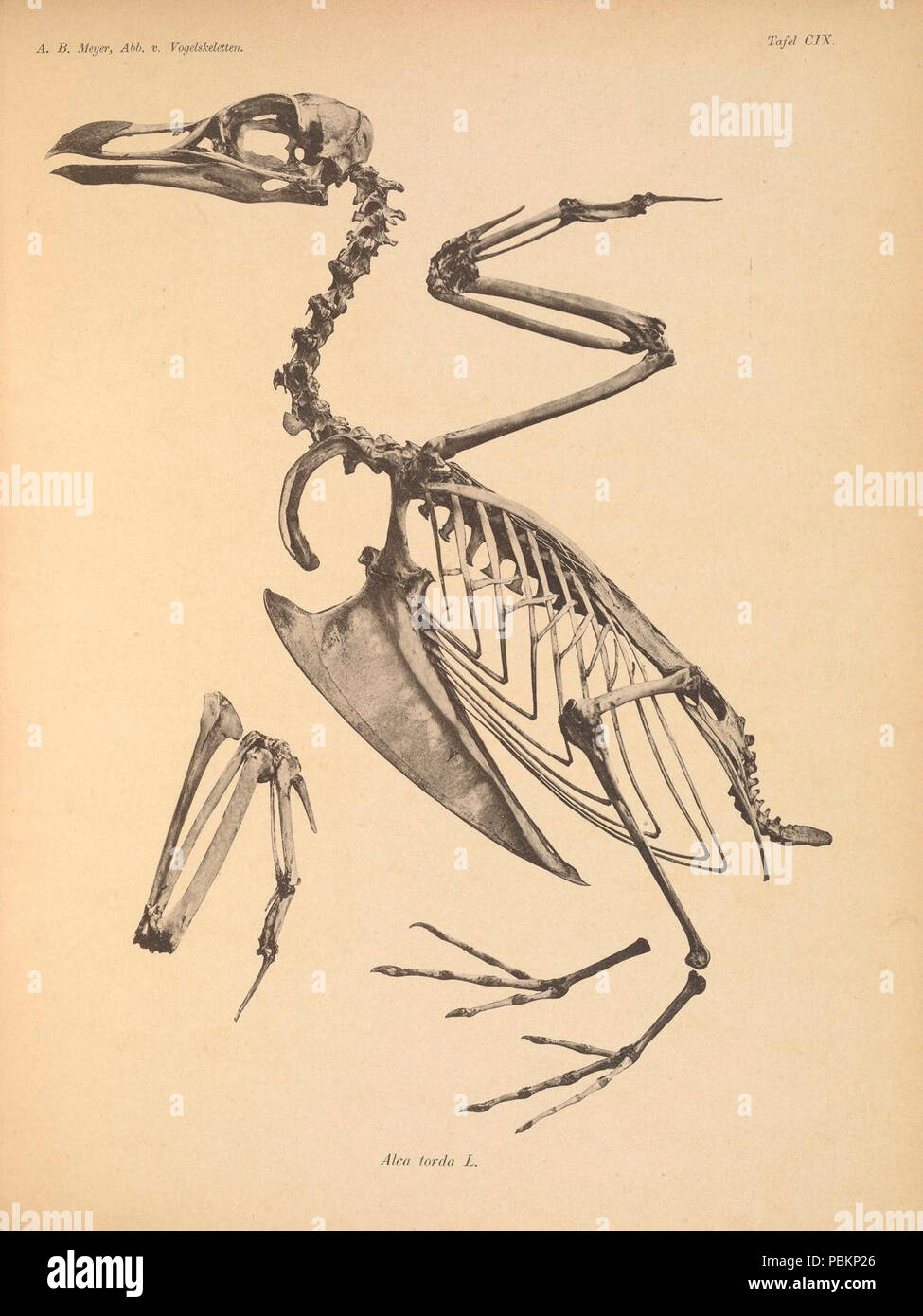 Abbildungen von Vogel-Skeletten, Berlin,[s.n.],1879-1897 Stock Photo ...