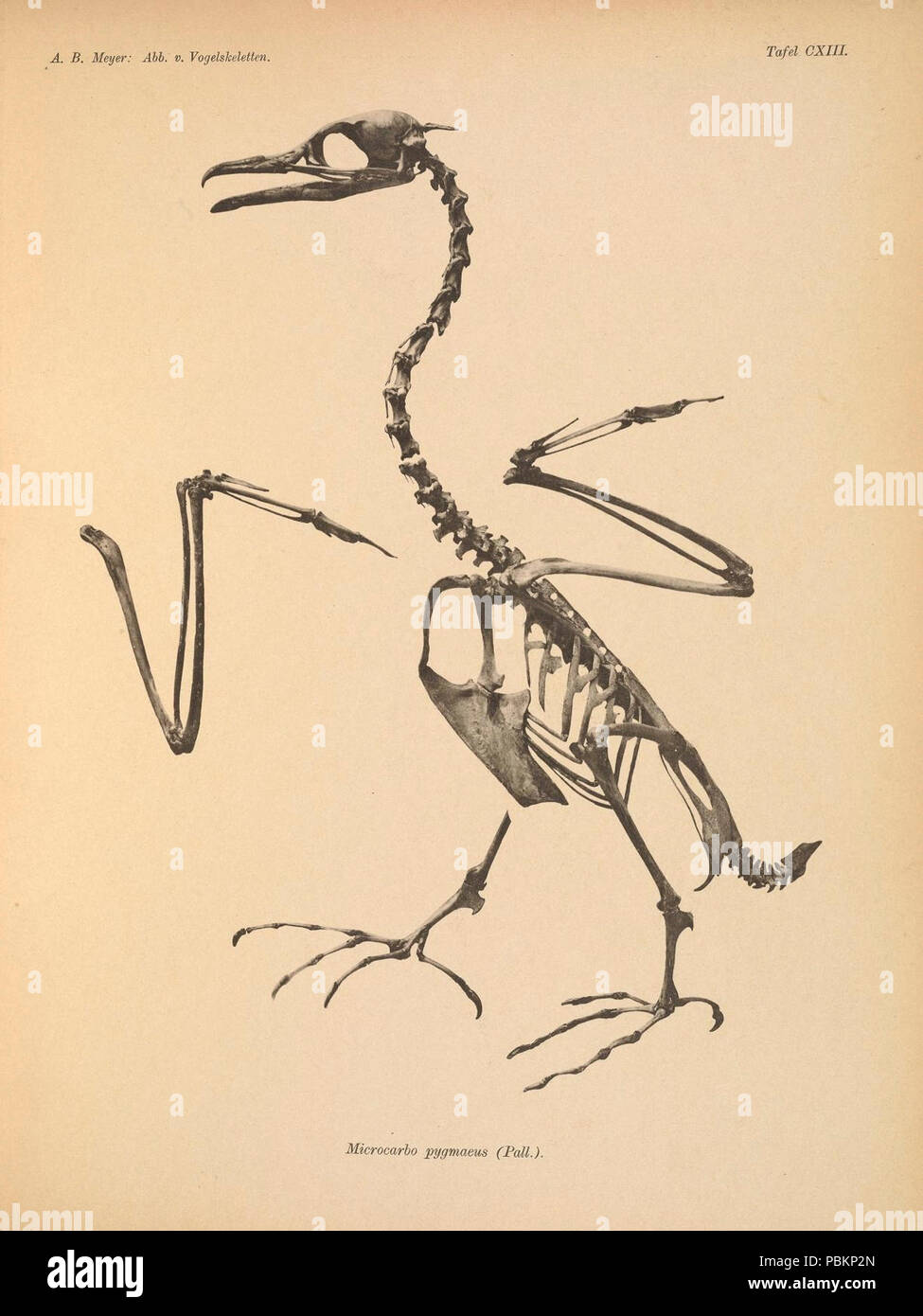 Abbildungen von vogel skeletten berlin birds anatomy hi-res stock ...