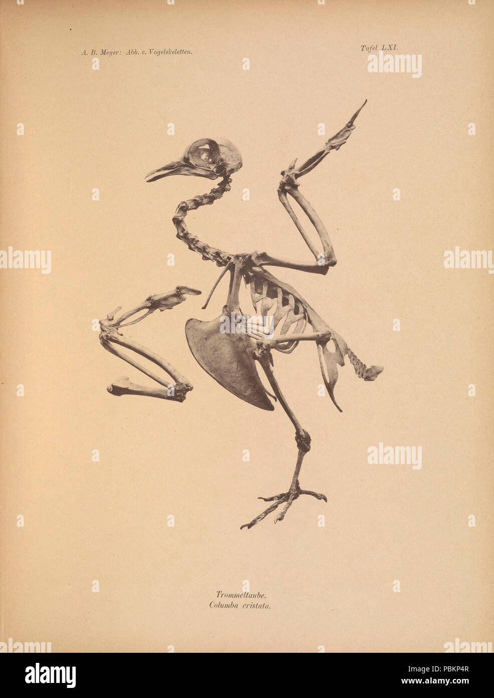 Abbildungen von Vogel-Skeletten, Berlin,[s.n.],1879-1897 Stock Photo ...
