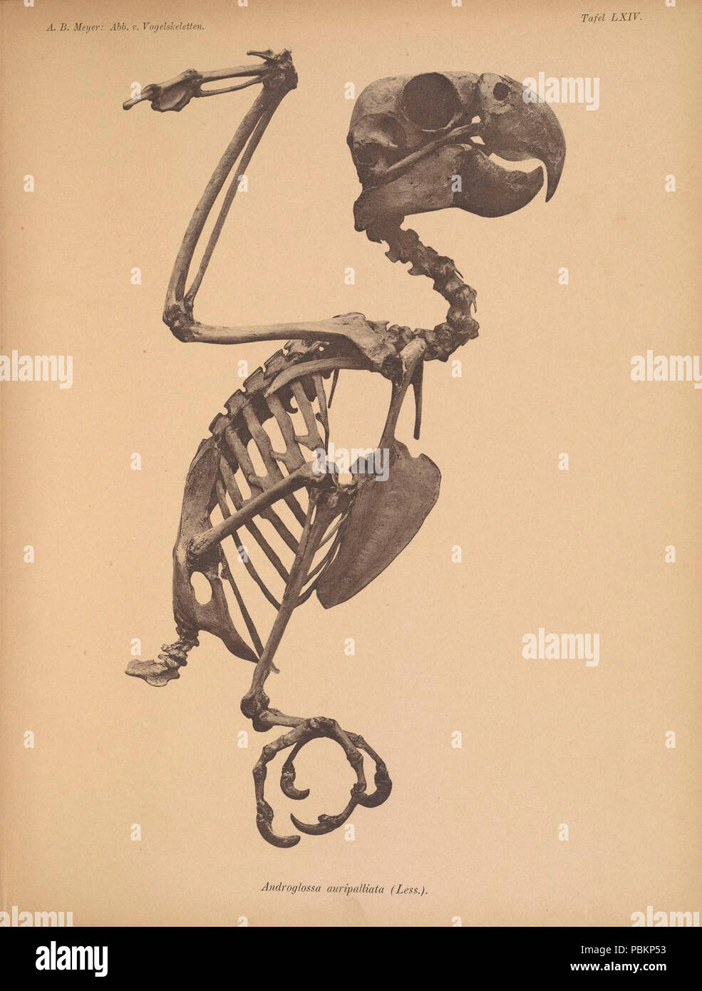 Abbildungen von Vogel-Skeletten, Berlin,[s.n.],1879-1897 Stock Photo ...
