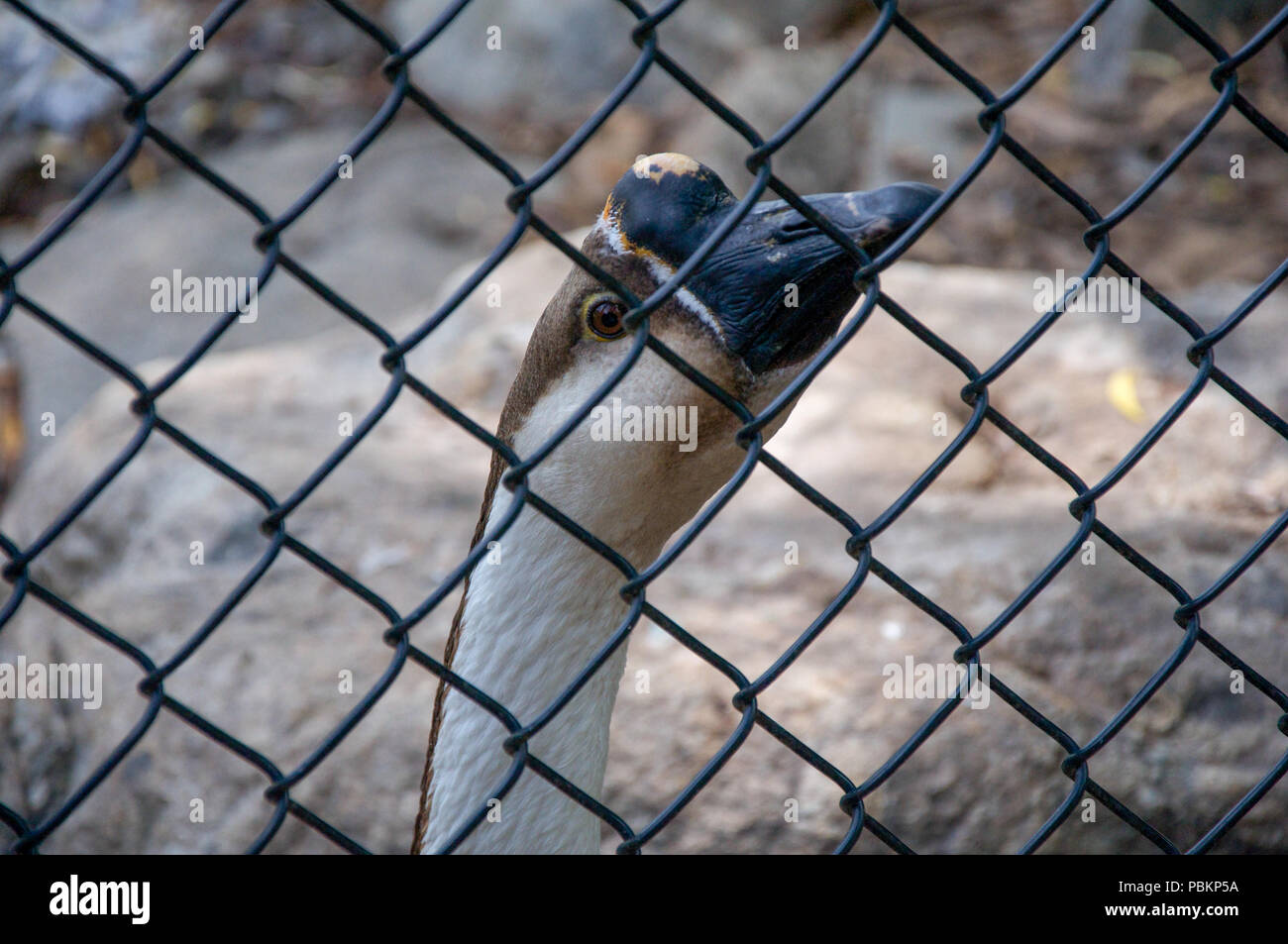 Goose in a cage Stock Photo - Alamy