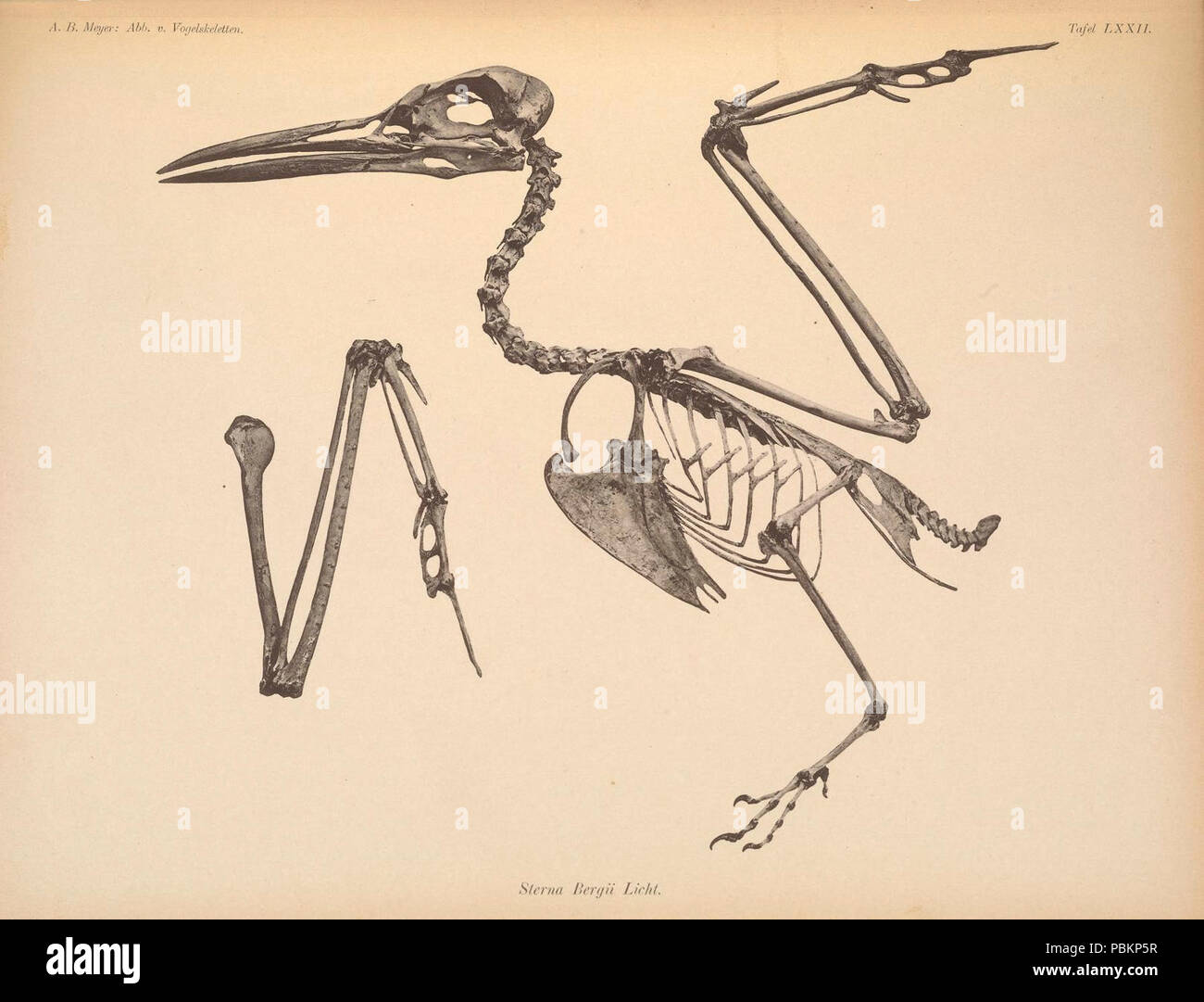 Abbildungen von Vogel-Skeletten (Tafel LXXII Stock Photo - Alamy