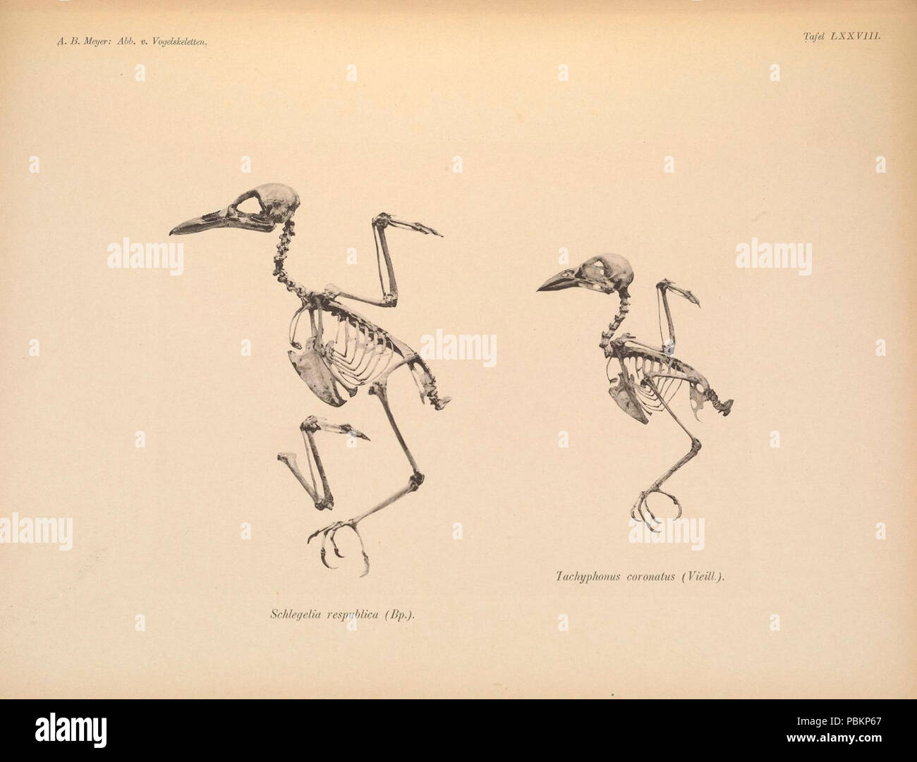 Abbildungen von Vogel-Skeletten (Tafel LXXVIII Stock Photo - Alamy