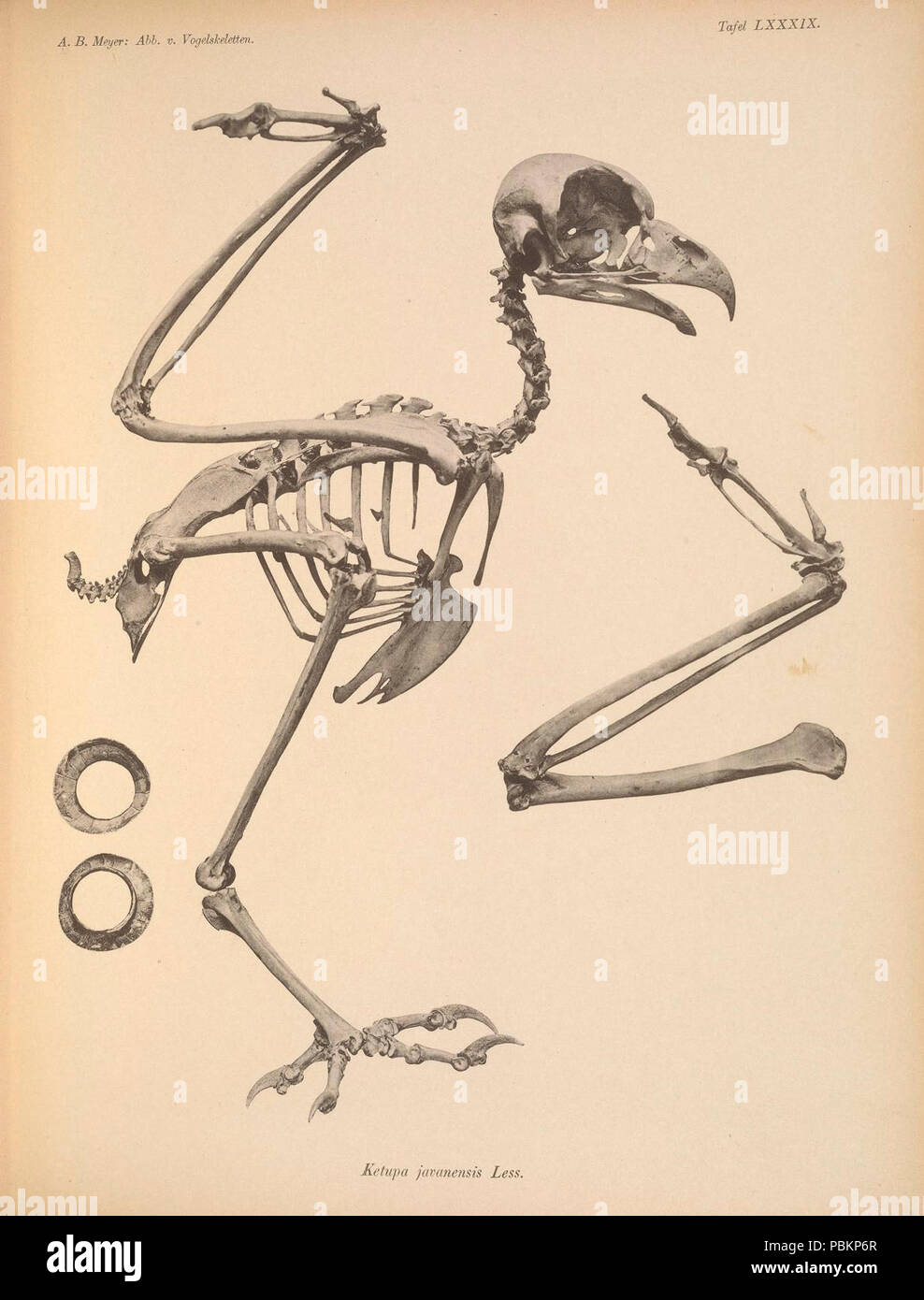 Abbildungen von Vogel-Skeletten, Berlin,[s.n.],1879-1897 Stock Photo ...