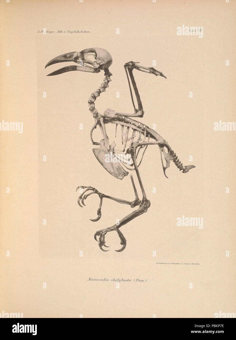 Abbildungen von Vogel-Skeletten, Berlin,[s.n.],1879-1897 Stock Photo ...