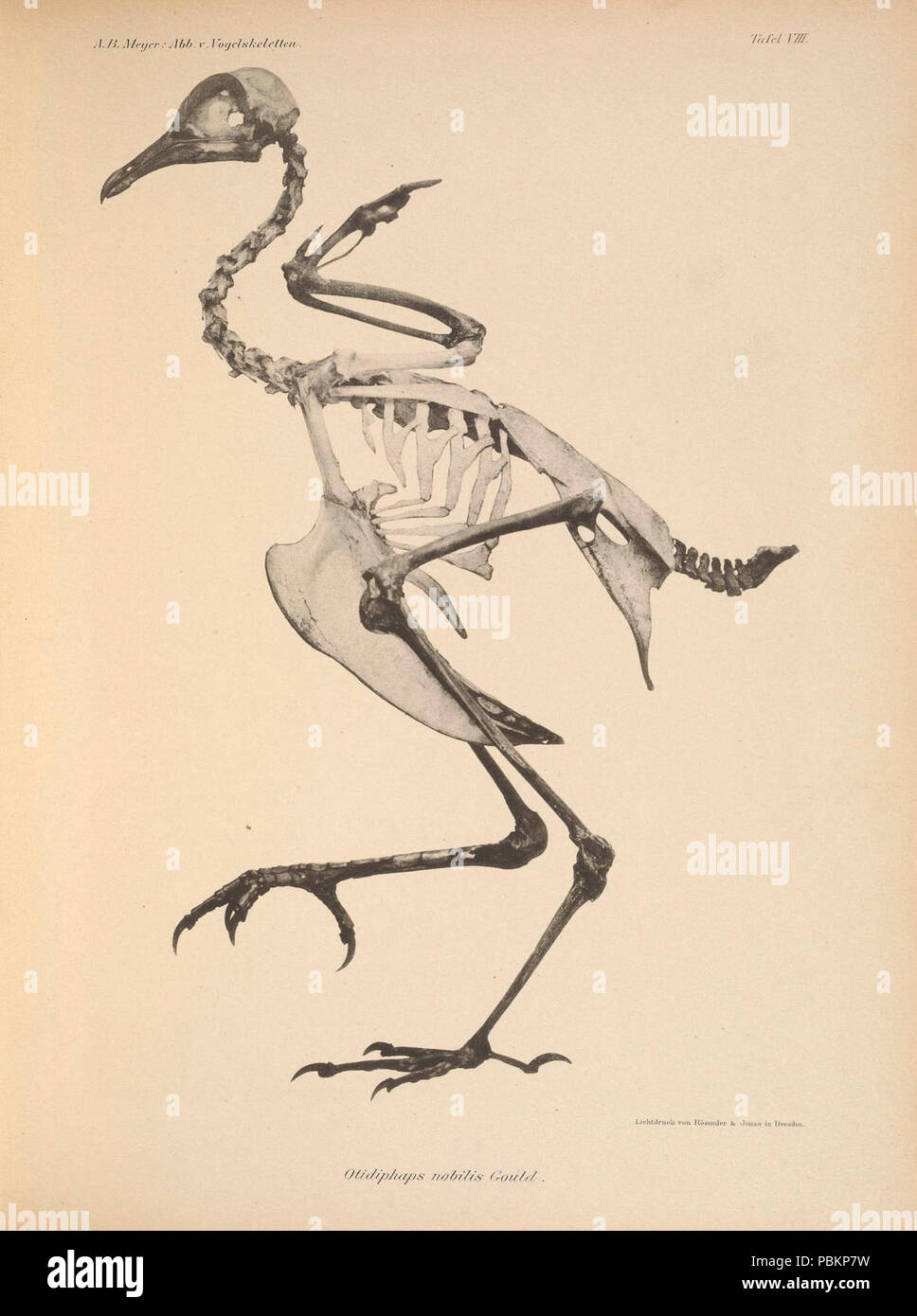 Abbildungen von Vogel-Skeletten, Berlin,[s.n.],1879-1897 Stock Photo ...