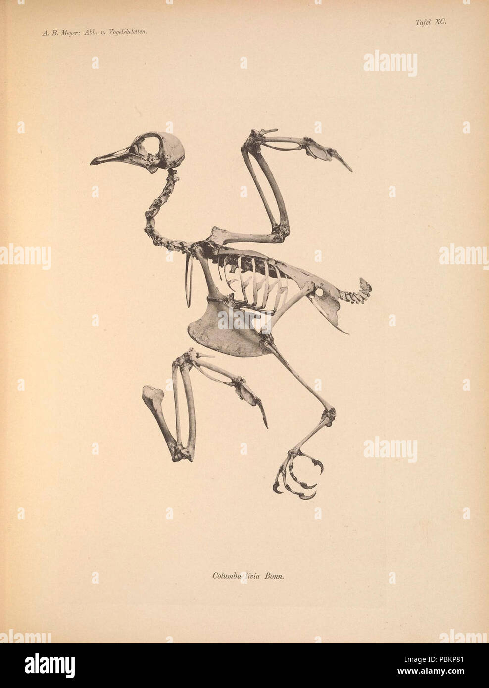 Abbildungen von Vogel-Skeletten, Berlin,[s.n.],1879-1897 Stock Photo ...