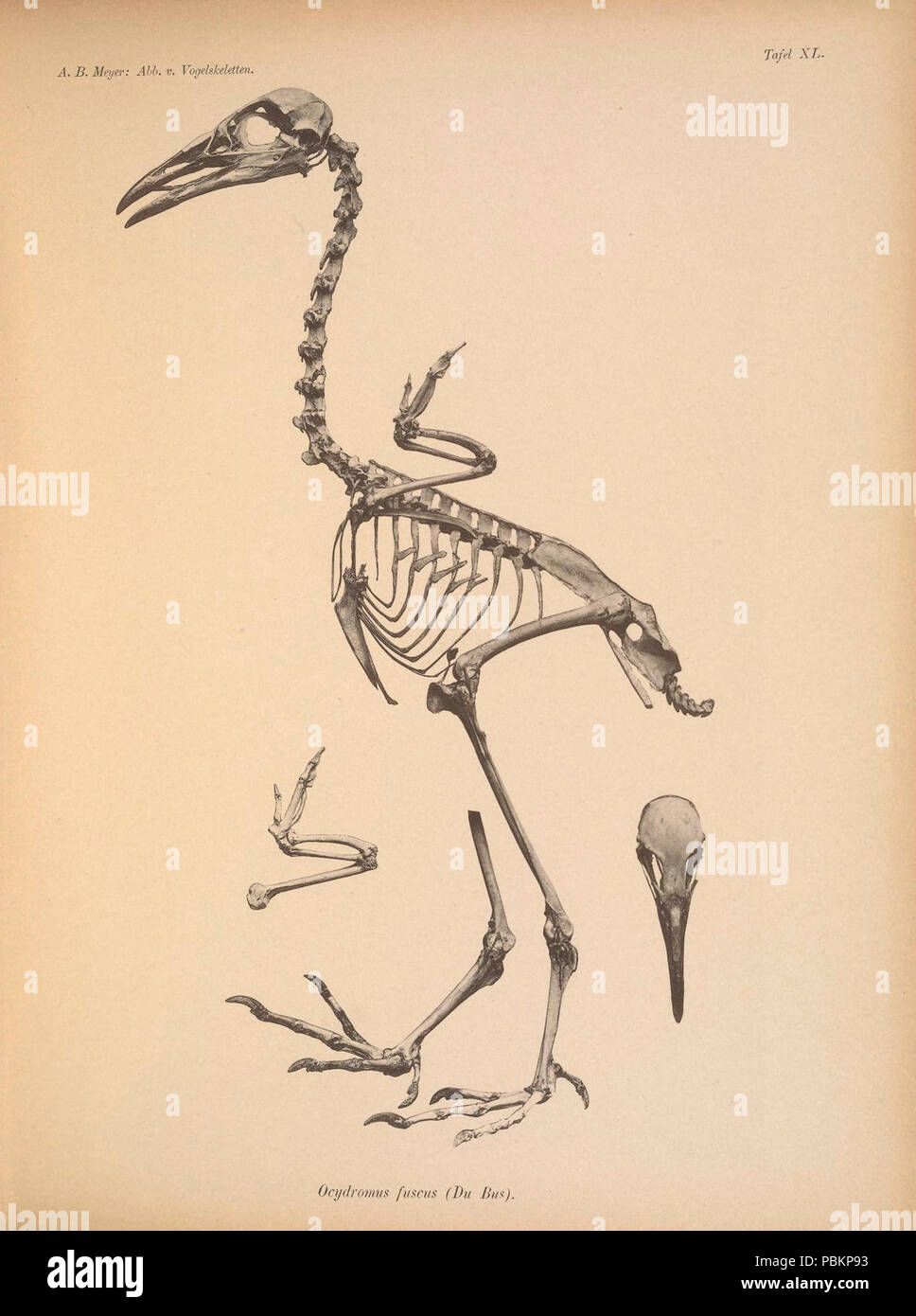 Abbildungen von Vogel-Skeletten, Berlin,[s.n.],1879-1897 Stock Photo ...