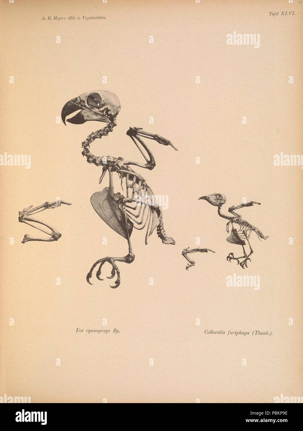 Abbildungen von vogel skeletten berlin birds anatomy hi-res stock ...