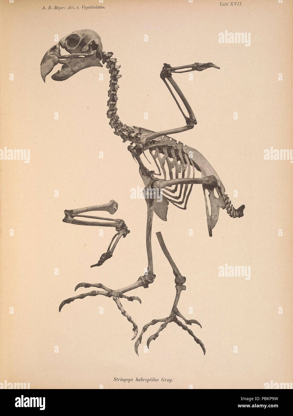 Abbildungen von Vogel-Skeletten, Berlin,[s.n.],1879-1897 Stock Photo ...