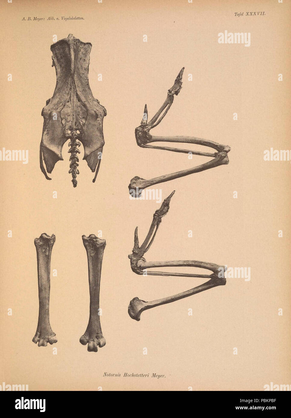 Abbildungen von Vogel-Skeletten, Berlin,[s.n.],1879-1897 Stock Photo ...