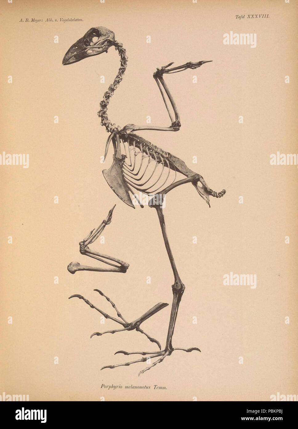 Abbildungen von vogel skeletten berlin birds anatomy hi-res stock ...