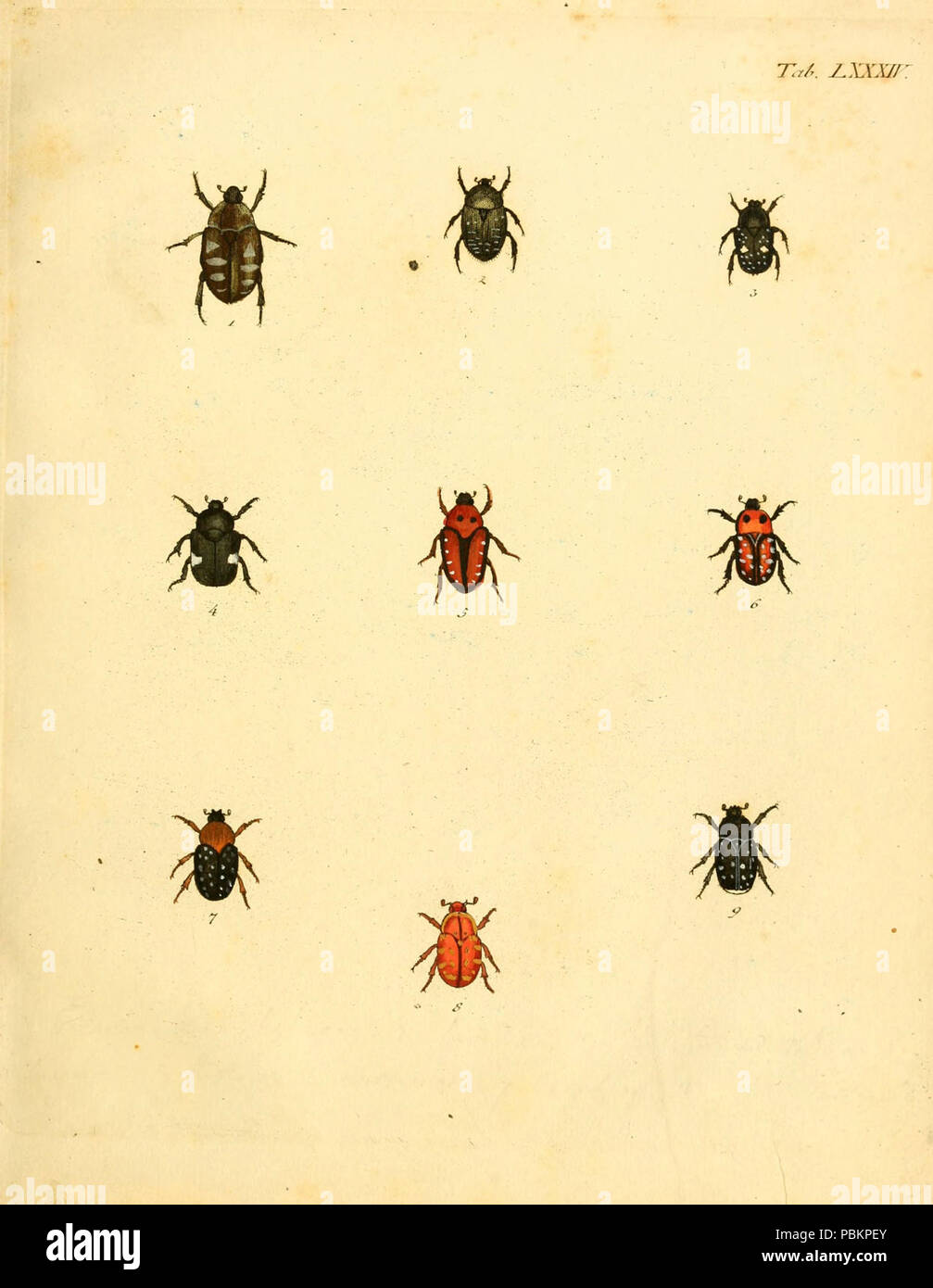 Abbildungen zu Karl Illiger's Uebersetzung von Olivier's Entomologie ...