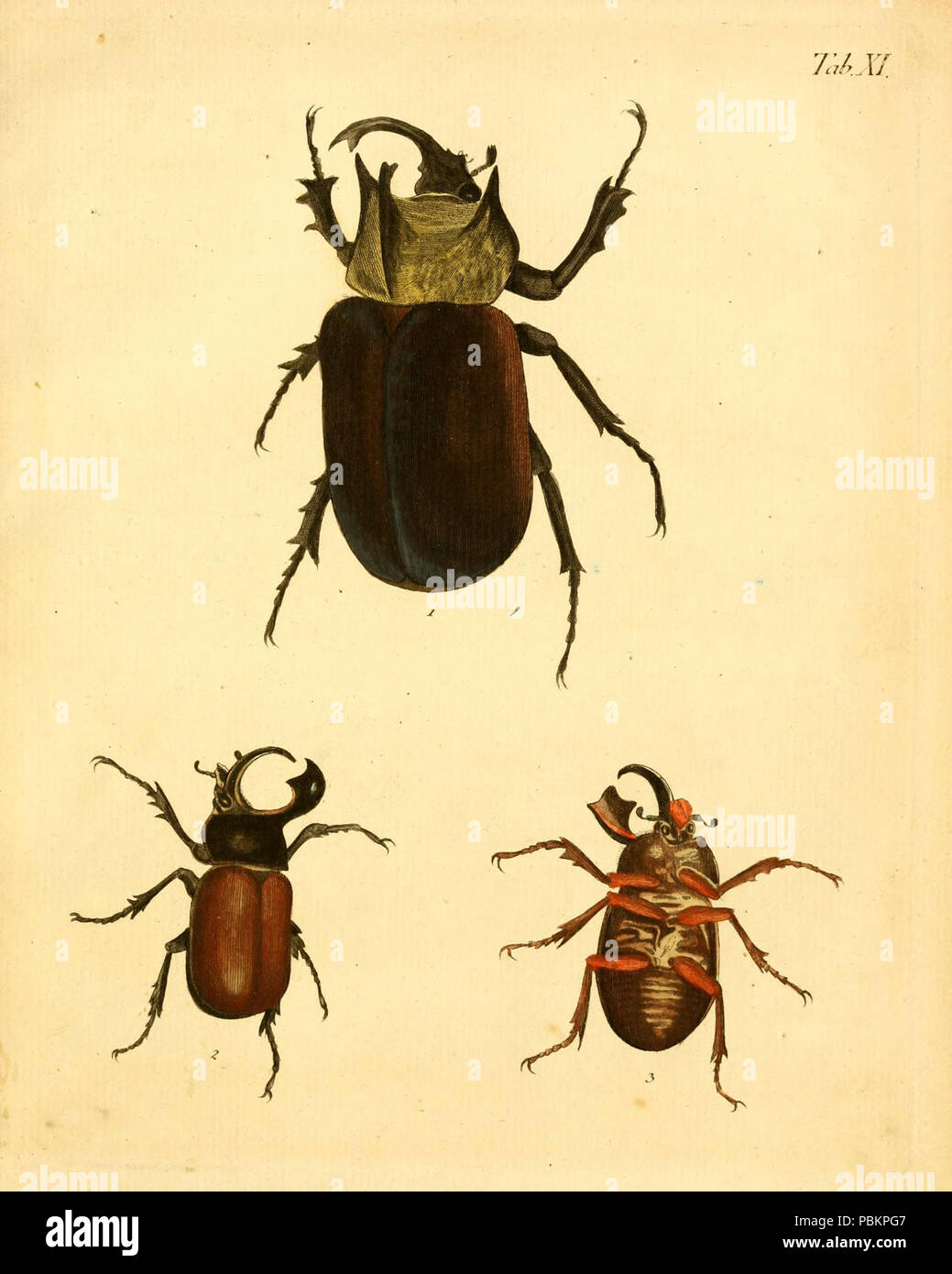 Abbildungen zu Karl Illiger's Uebersetzung von Olivier's Entomologie ...