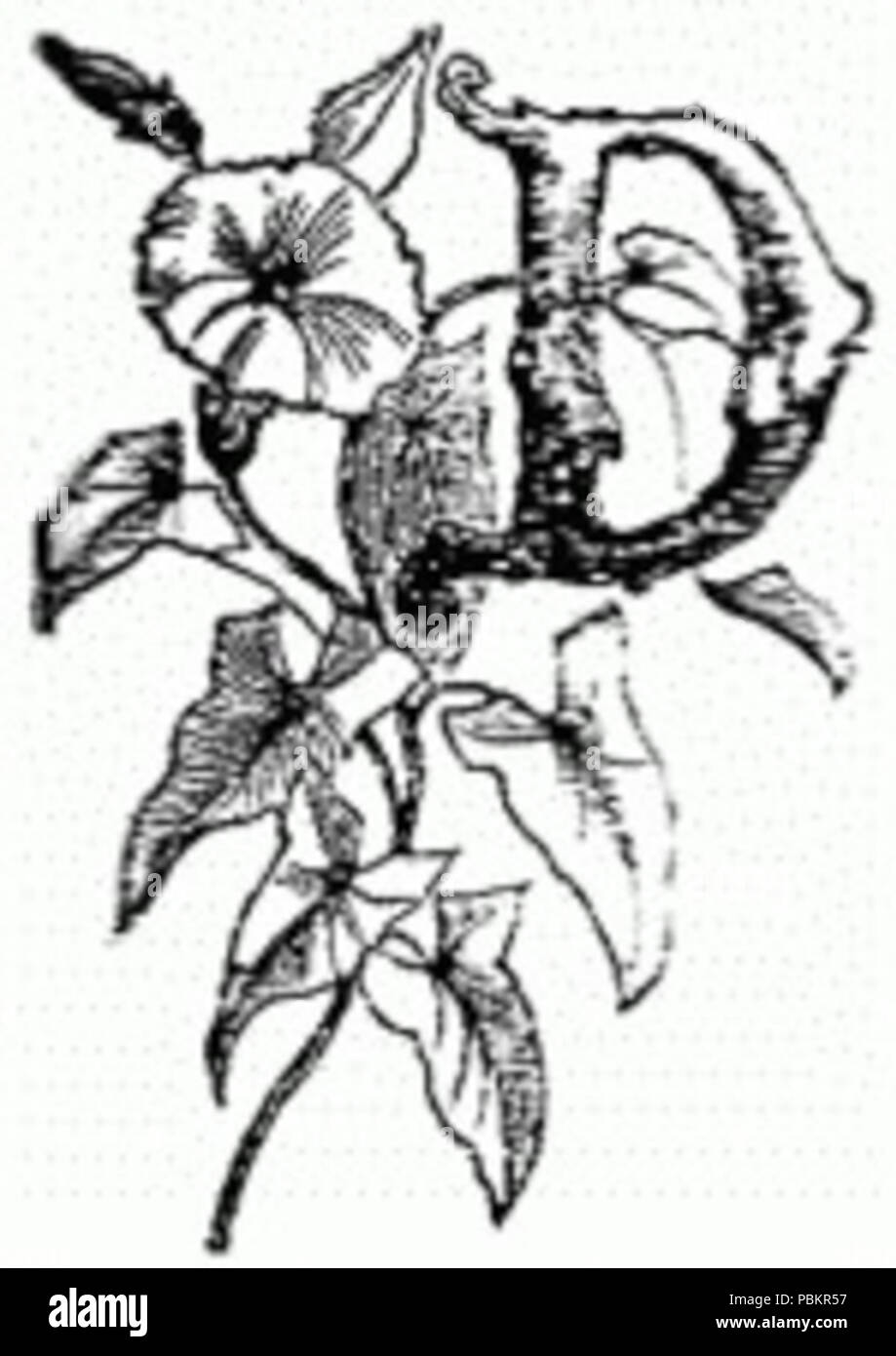 Letter d drawing hi-res stock photography and images - Alamy