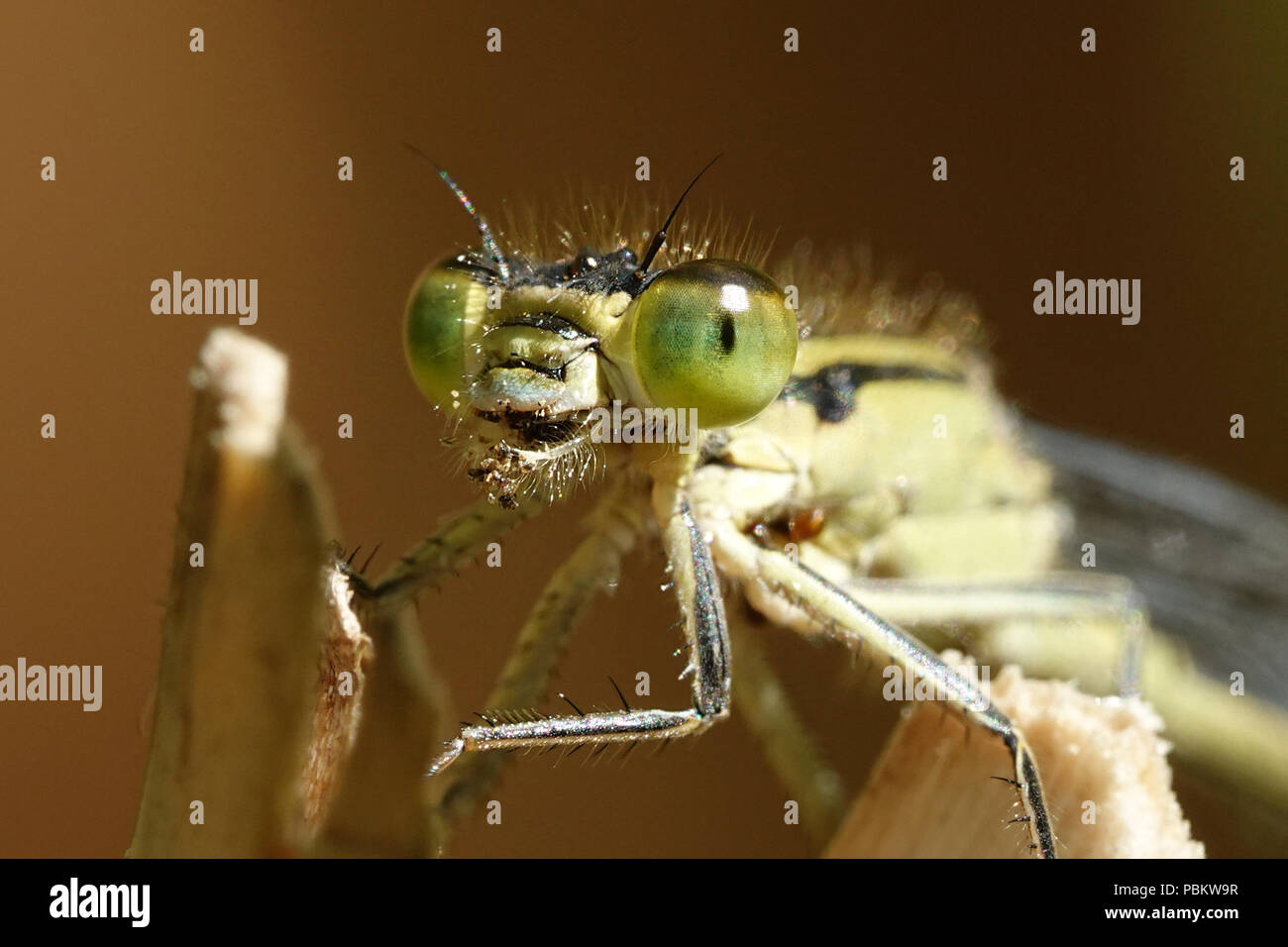 Macro photo of the face of the female Common blue damselfly Stock Photo ...