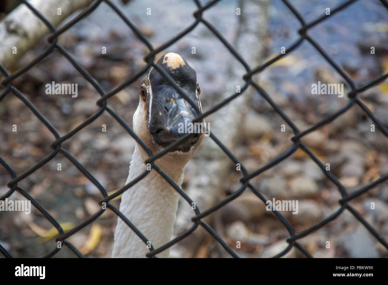 Domestic goose behind a fence Stock Photo - Alamy