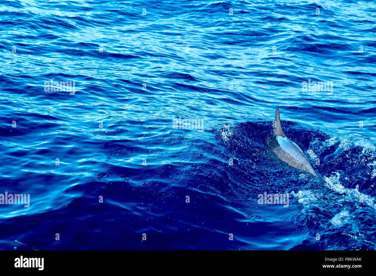 Dolphin swimming in beautiful hi-res stock photography and images - Alamy