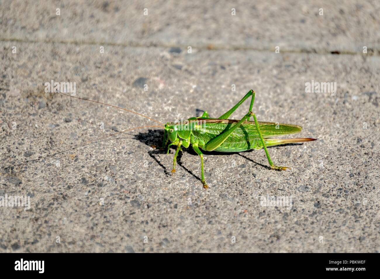The great green bush cricket Stock Photo - Alamy
