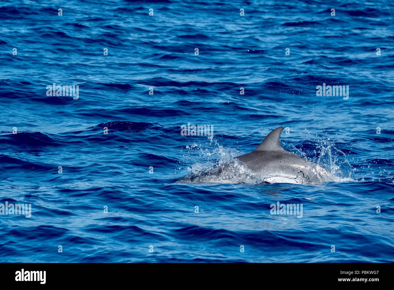 Beautiful dolphin in blue hi-res stock photography and images - Alamy