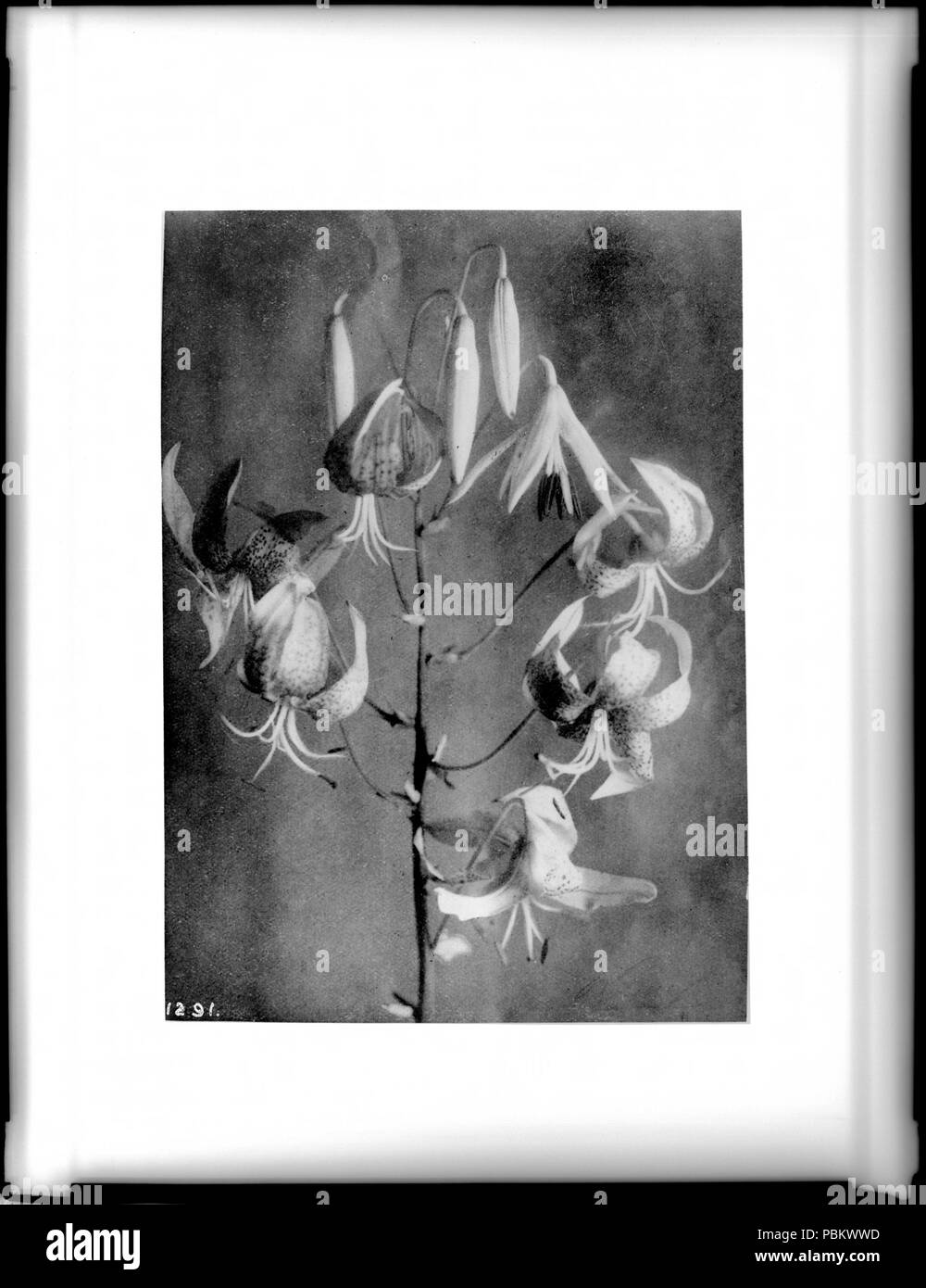 922 Lilium Humboldtie specimen, ca.1920 (CHS-1291 Stock Photo - Alamy