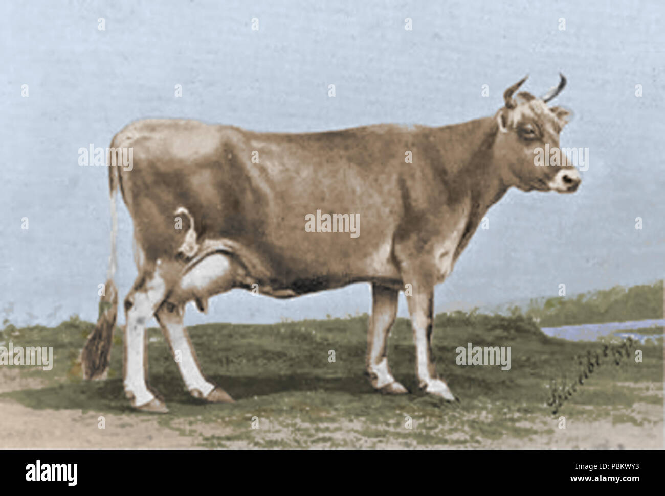 Lily flagg hi-res stock photography and images - Alamy