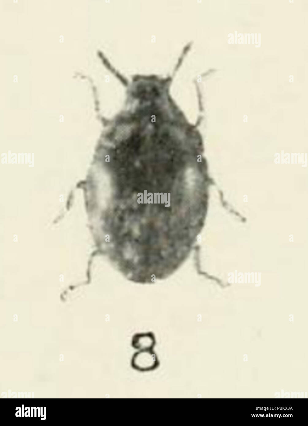 Decorus hi-res stock photography and images - Alamy