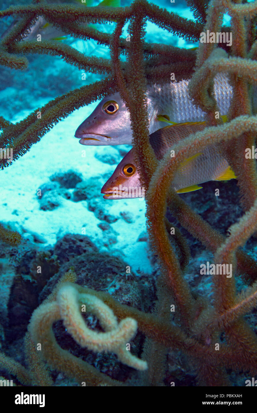 Reef fish hiding under coral in Bonaire in the caribbean Stock Photo ...