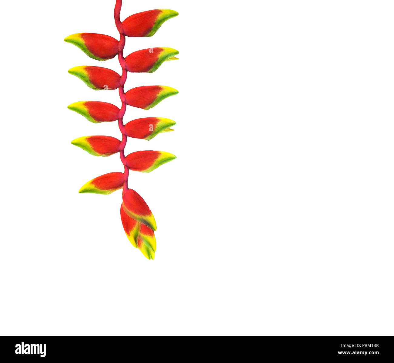 Hawaii bird flower Cut Out Stock Images & Pictures - Alamy